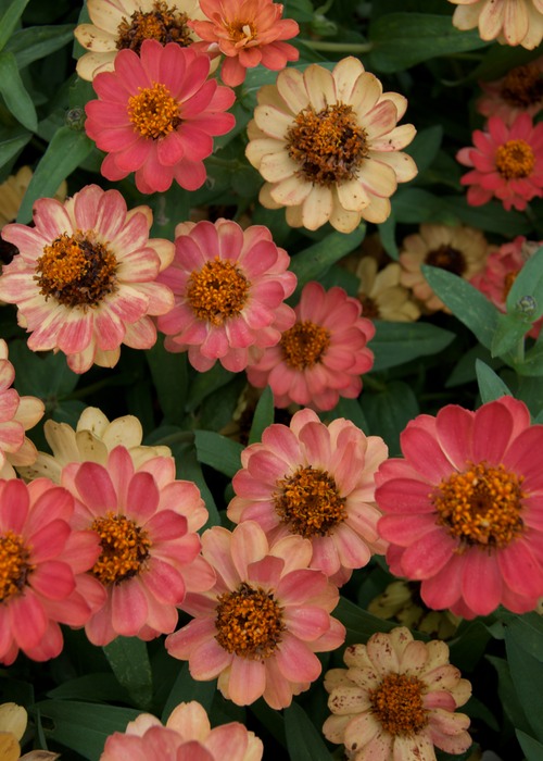 Pink & White Flowers | Joshua Abeshaus's Photography | Joshua Abeshaus